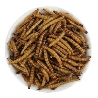 China Insects Dried Mealworms High in Iron Nutrition dried mealworms bird food for sale