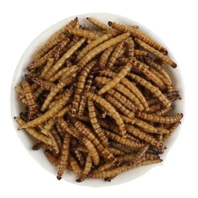 China Insects Dried Mealworms High in Iron Nutrition dried mealworms bird food for sale