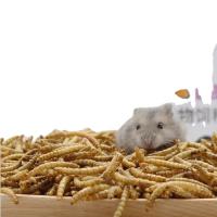 China Frozen-Dried Insects Mealworms for Pet Feeding wholesale dried mealworms dried superworm for sale