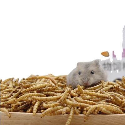 China Frozen-Dried Insects Mealworms for Pet Feeding wholesale dried mealworms dried superworm for sale