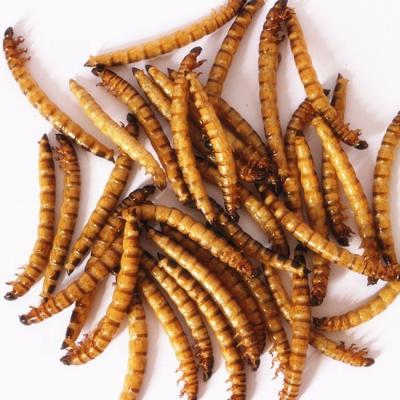 China Freeze Dried Worms - Dry and Cool Place Storage Tenebrio Molitor Parrot Bird Turtle Food for sale