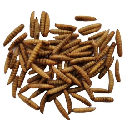 China Serving Size 30g BSF Protein Powder designed with Leucine support for sale