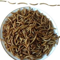 China Dry And Cool Place Storage for Dried Mealworm with Natural Flavor for sale