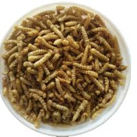 China Natural Mealworms Fish Food Sourced from s Finest Ingredients for sale