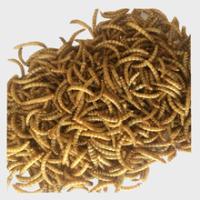China Dry And Cool Place Mealworms Fish Food Natural Flavor for Feeding Pet for sale