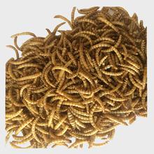 China Dry And Cool Place Mealworms Fish Food Natural Flavor for Feeding Pet for sale