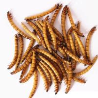 China Highly Nutritious Freeze Dried Worms - Dried Mealworms from for sale