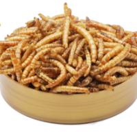 China Feeding Pet with Dried Mealworms from - Dry And Cool Place Storage for sale