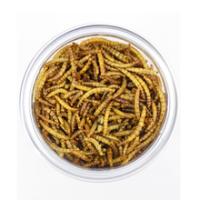 China Get Your Frozen-Dried Mealworms Today and Improve Your Pet s Diet for sale