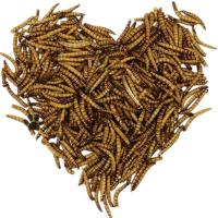 China Non Admixture Mealworm Protein Powder Moisture Perfectly Controlled for sale