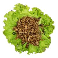 China Fine Texture Black Soldier Fly Powder - Enriched with High Fiber for sale