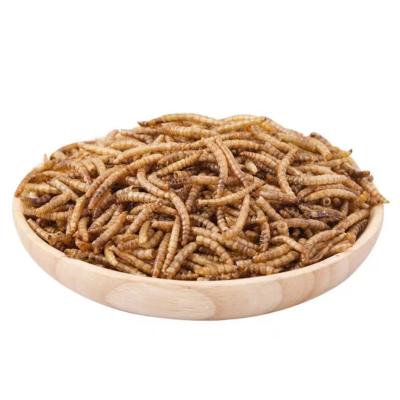 China Mealworm yellow mealworm high protein bird turtle hamster special snack worm dried bird food pigeon food for sale