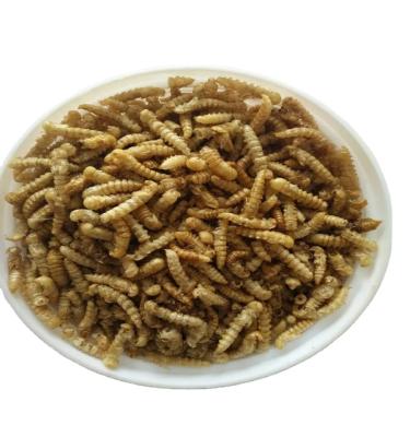 China Your Fish Will Thrive with Sino Crown Mealworms Fish Food s Natural Flavor for sale