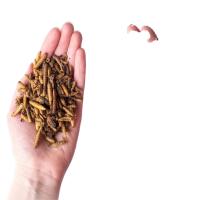 China 3-5cm Dried BSF Larvae Shelf Life 1 Year - Sustainable Protein Source for sale