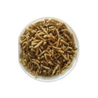 China Healthy and Nutritious Worm Meal for Amphibians in Powder Form for sale