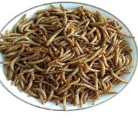 China 25% Fat Dried Mealworms Sourced from Premium Mealworm Raw Material for sale