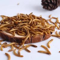 China Experience the Natural Flavor of Dried Mealworm from s Origin for sale