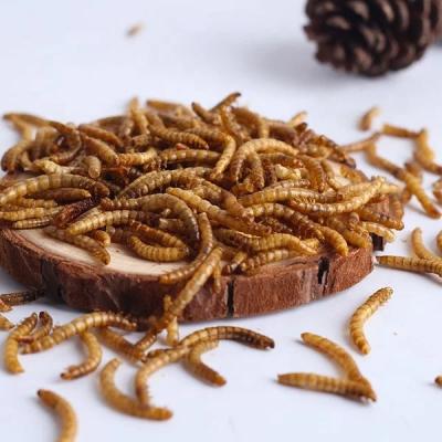 China Experience the Natural Flavor of Dried Mealworm from s Origin for sale