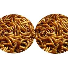 China Step Up Your Pet s Nutrition Game with Natural Flavor Dried Mealworms for sale