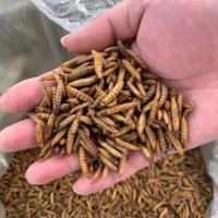 China Widely Available Black Soldier Fly Meal with Origin for sale
