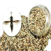 China Environmentally Friendly Dried Insect Meal - Ingredients Black Soldier Fly Larvae for sale