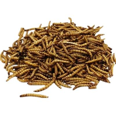 China Discover Dried Mealworm A Natural Insect-based B2B Delicacy from for sale