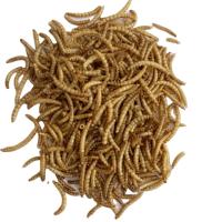 China Top Quality Mealworms Fish Food from - with 1 Year Shelf Life for sale