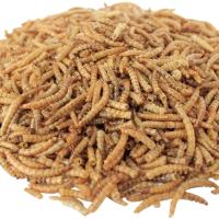 China Natural Flavor Mealworms Fish Food from - Boost Your Fish s Diet for sale