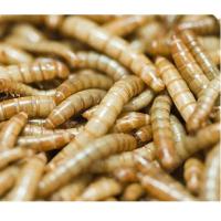 China Natural Flavor Mealworms Fish Food for Feeding Pets Produced for sale