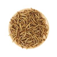 China Iron Nutrition Facts Mealworms Fish Food - Sustainably Sourced from for sale