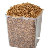 China Protein-Rich Worm Meal for Fish 100% Pure Whole Dried Mealworms Powder Fat 25% for sale