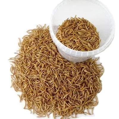 China Premium Worm Meal Enhancing Chicken Health and Productivity for sale