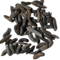 China Carton Dried Black Soldier Fly with 1 Year Shelf Life and Dry And Crispy Texture for sale