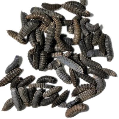 China Carton Dried Black Soldier Fly with 1 Year Shelf Life and Dry And Crispy Texture for sale