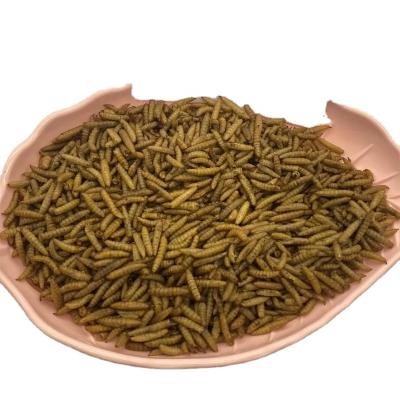 China Insect and Yellow Dried Black Soldier Fly 3-5cm with for sale