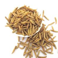 China Fine Powder Texture Powdered Soldier Fly with High Fiber Nutrients Combination for sale