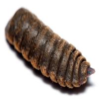 China Yellow Dried Black Soldier Fly Widely Available 1 Year Shelf Life for sale