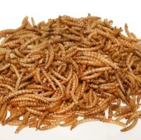 China s Finest Freeze-Dried Mealworms Made with Mealworms and 100% Natural for sale