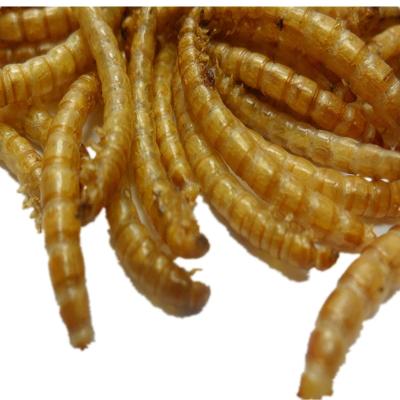 China Store Freeze Dried Worms in Dry and Cool Place for Maximum Freshness for sale