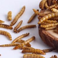 China Top-Notch Frozen-Dried Mealworms with 1 Year Shelf Life for Insects for sale