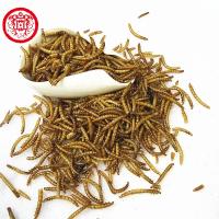 China Country of Origin Dried Mealworms for Your Pet s Nutritional Needs for sale