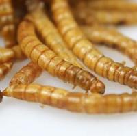 China 1 Year Shelf Life Freeze Dried Worms The Perfect Addition to Your Insect Collection for sale