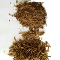 China Feeding Pet Keep Freeze Dried Worms in Dry And Cool Place for Optimal Results for sale