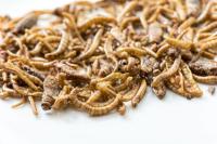 China Yee Fish Food Dried Mealworms 100%Pure Natural Bulk Nirds Fish Small Pet Food for sale