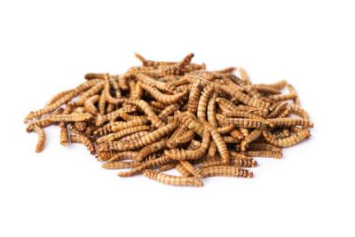 China Yee Fish Food Dried Mealworms 100%Pure Natural Bulk Nirds Fish Small Pet Food for sale