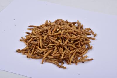 China Free Sample 57% High Protein yellow mealworm	Dried Mealworms for Pet Feed for sale