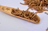 China Free Sample 57% High Protein yellow mealworm	Dried Mealworms for Pet Feed for sale