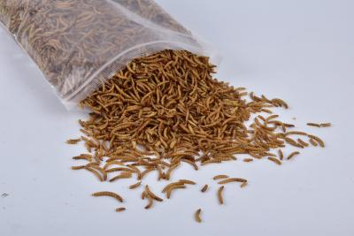 China yee factory cost stock fish meal animal feed dry meal worm dry mealworm dried mealworms for sale