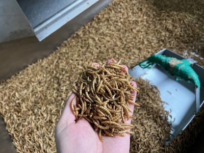China Non GMO Natural Mealworms private label Pet food bird Dried mealworms for Chickens Wild Birds for sale