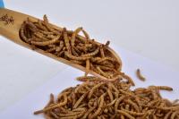 China Mealworms Dried Bulk Fast Delivery Export Animal Feed High Protein Pp Bag Vietnam for sale